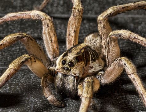 Spiders Wallpapers Gallery
