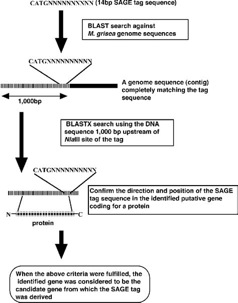 Schematic Representation Of The Protocol Used For Annotating Sage Tag