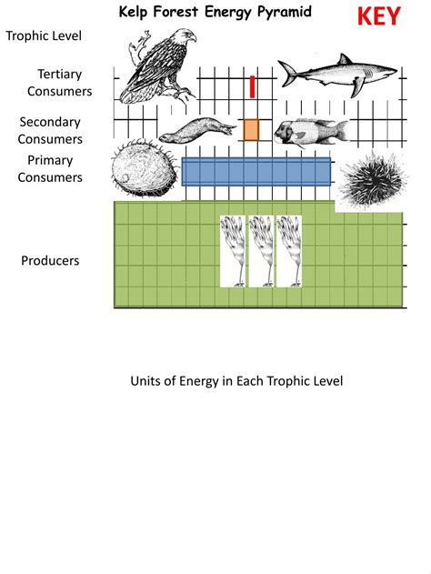 Ppt Kelp Forest Food Web Activity Powerpoint Presentation Free