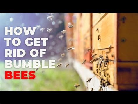 Things How To Get Rid Of Bumble Bees Safe Pest Control Guide