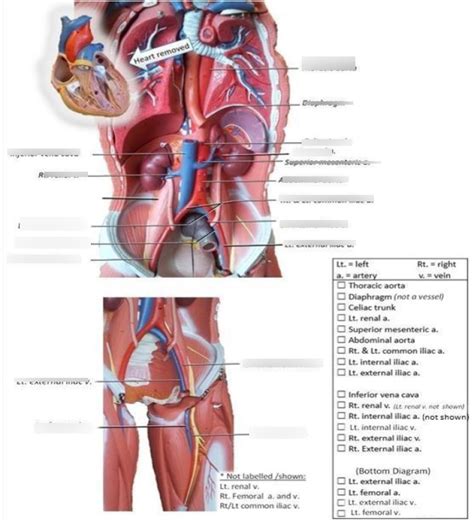 Trunk And Illiac Vanda Diagram Quizlet