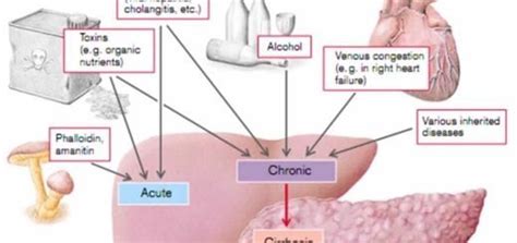Chromosomal Disorders Structure Classification And Types Of Numerical Chromosomal
