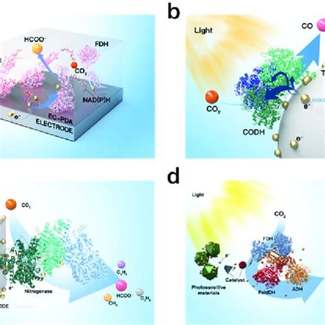 Representative Enzymes Used In Enzymatic Electrocatalysis For Fixation Download Scientific