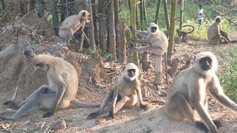 Monkey Vini Video 🐒🍇👍 Youtube