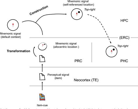 Figure 1 From Sequential Involvements Of The Perirhinal Cortex And