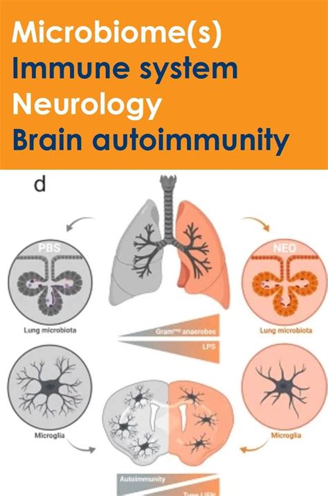 Rudi Schmidt On Linkedin Neurological Aging Microbiota Microbiomes