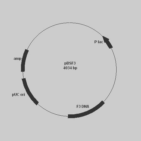 The Map Of PBlueScript II SK A Sample Of PBlueScript II SK Plasmid Download Scientific