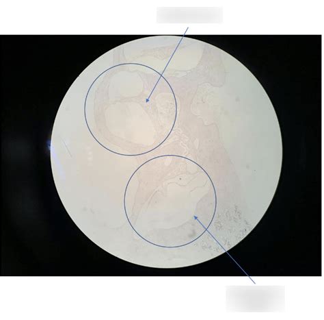 Histology Part 13 Diagram Quizlet