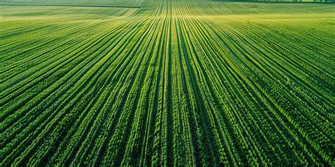 Fodder Crops India Background Images Hd Pictures And Wallpaper For