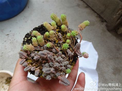多肉植物怎么养？ 知乎