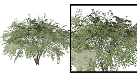 Artstation Japanese Angelica Tree 01 High Poly Tree 3d Model