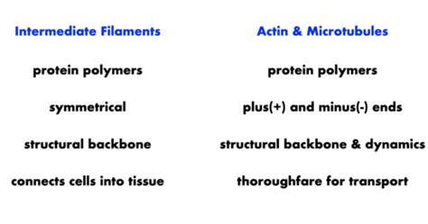 Lecture 15 Cytoskeleton Flashcards Quizlet