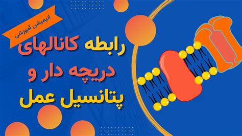 نقش کانالهای دریچه دار در تولید پتانسیل عمل Youtube