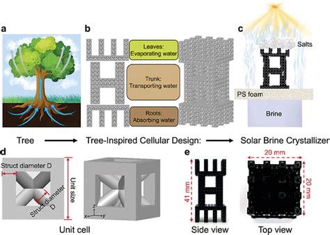 The Design Concept Of The Tree‐inspired Cellular Structure A And B Download Scientific