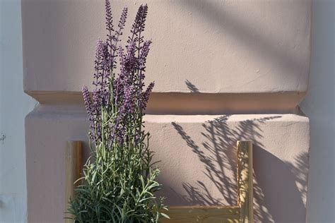 무료 사진 장식 화분 사다리 꽃 인테리어 디자인 정 자연 플로 라 하우스 잎