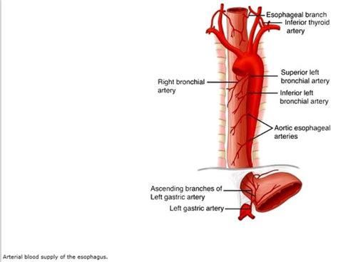 Midterm Lab Practical Flashcards Quizlet