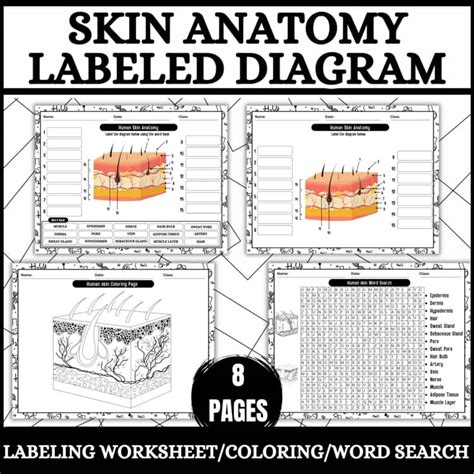 Human Skin Anatomy Labeled Diagram Worksheet Human Body Systems