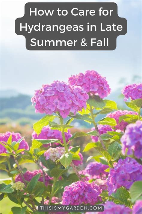 How To Care For Hydrangeas In Late Summer And Fall Hydrangea Care When