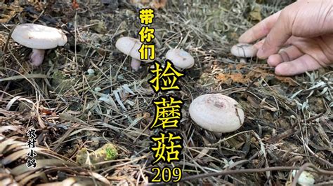 冲啊～进山捡蘑菇、枞菌捡到爽、山里太多蘑菇了、根本捡不完～枞菌 采蘑菇 上山采蘑菇 捡蘑菇 小锅捡蘑菇 Youtube