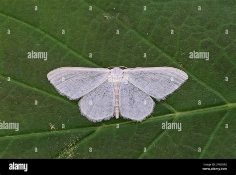 Grey Line Leafhopper Satin Wave Idaea Subsericeata Olive Grey