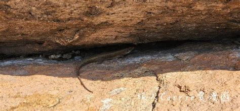 Namibia Spitzkoppe Fish