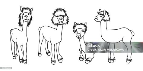 귀여운 캐릭터 알파카의 벡터 세트 일러스트 고립 된 개요 만화 그림입니다 알파카에 대한 스톡 벡터 아트 및 기타 이미지 알파카 귀 부분 라마 Istock