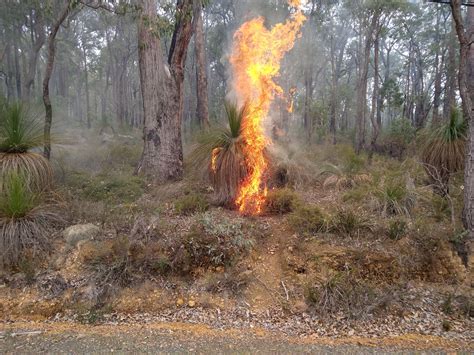 Safer Gardens Plant Flammability Planning For Fire