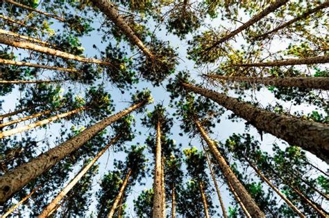Low Angle Of Tall Trees Extending Their Branches To The Blue Sky Stock Photo By Wirestock
