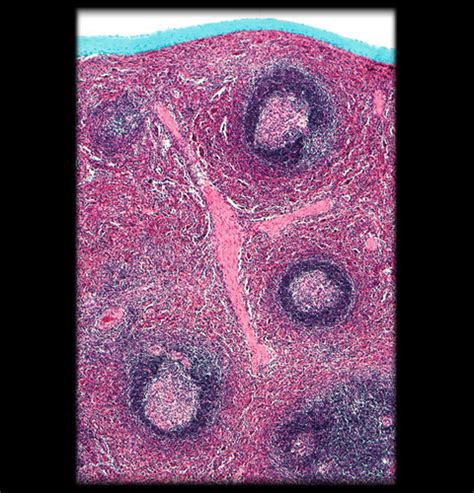 Bio 242 Lab Exam 2 Flashcards Quizlet