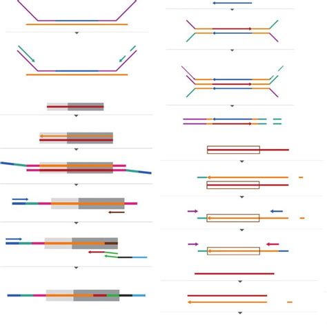 Targeted Rna Seq By Target Capture A The Capture Seq Method Is Download Scientific Diagram