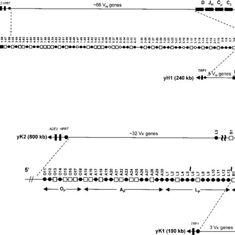 B Cell Maturation In Spleen Of Xenomouse I And Xenomouse Ii Strains