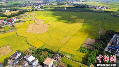 广西鱼米之乡稻飘香 粮满仓 凤凰网