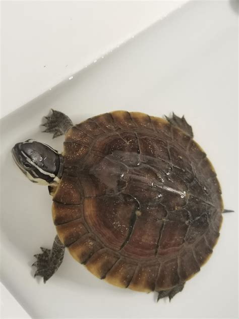 Need Help Identifying Kind Of Turtle Would Also Appreciate Some Tips On Taking Care Of It And