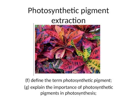 Pptx Lesson 3 Photosynthetic Pigment Extraction Dokumentips