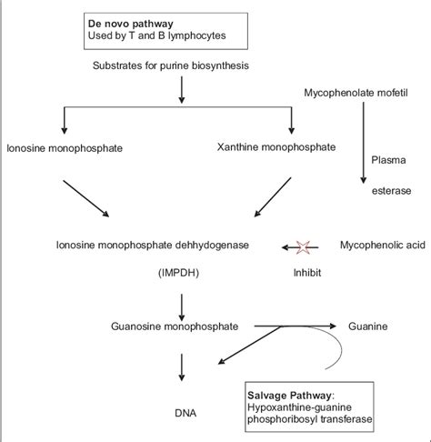 Mycophenolate Mofetil Indian Journal Of Dermatology Venereology And Leprology
