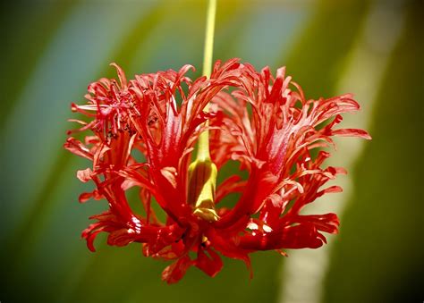 Spider Hibiscus Flower Plant Red Free Photo On Pixabay Pixabay