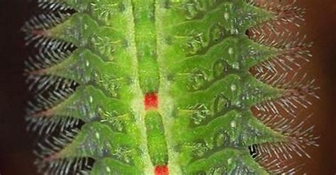 Crowned Slug Moth Isa Textula Caterpillarstage Album On Imgur