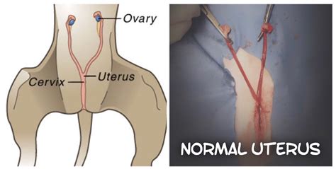 Dog Uterus Anatomy