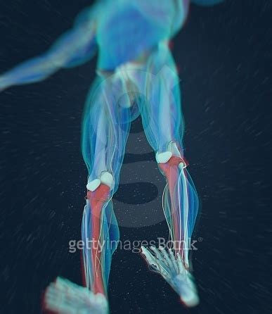 Human anatomy male Tibia Shin bone 3D Illustration 641673718 게티