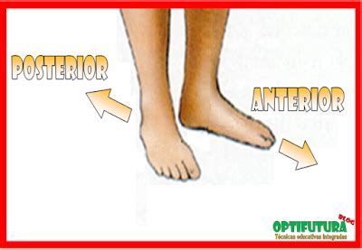 Términos De Anatomía Anterior Y Posterior Anatomía Y Fisioloía