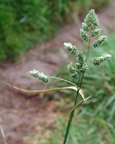 British Wild Plant Dactylis Glomerata Cocks Foot Grass