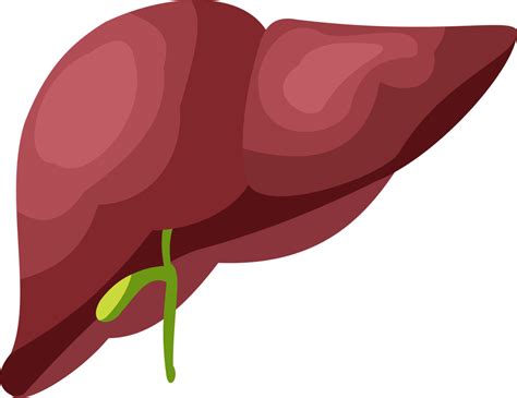 Liver Pngs For Free Download