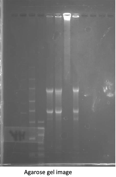 Rna Sample Stuck In The Agarose Gel Pocket Rna Test Gel Looked Fine Although What Could Be The
