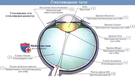 Анатомия Глаз Oculus Глазное яблоко Bulbus Oculi
