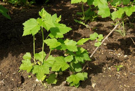 Plants To Propagate By Layering How To Do It