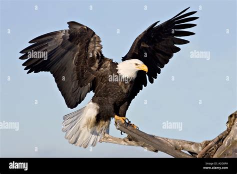 Eagle Wings Spread