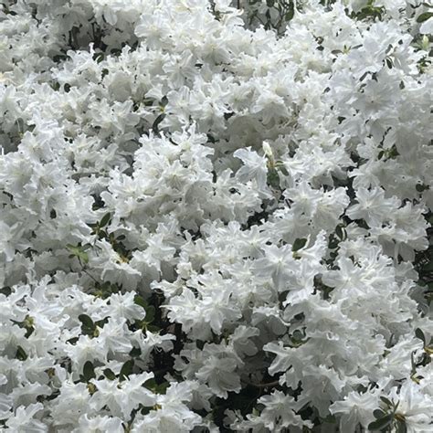 Stream Borosso By Lged Listen Online For Free On Soundcloud