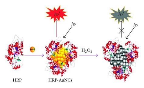 Schematic Of The Formation And The H O Directed Quenching Of Download Scientific Diagram