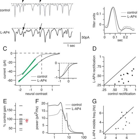 Measuring Gain And Rectification From A Linear Nonlinear Model Download Scientific Diagram