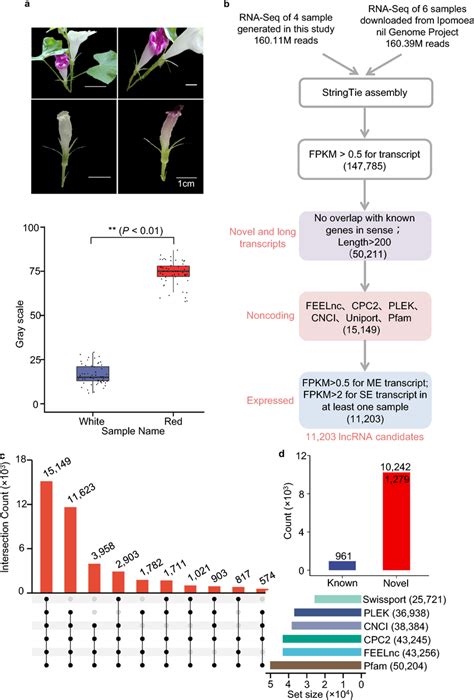 Identification Of Long Non Coding Rna Lncrna In Ipomoea Nil A Growth
